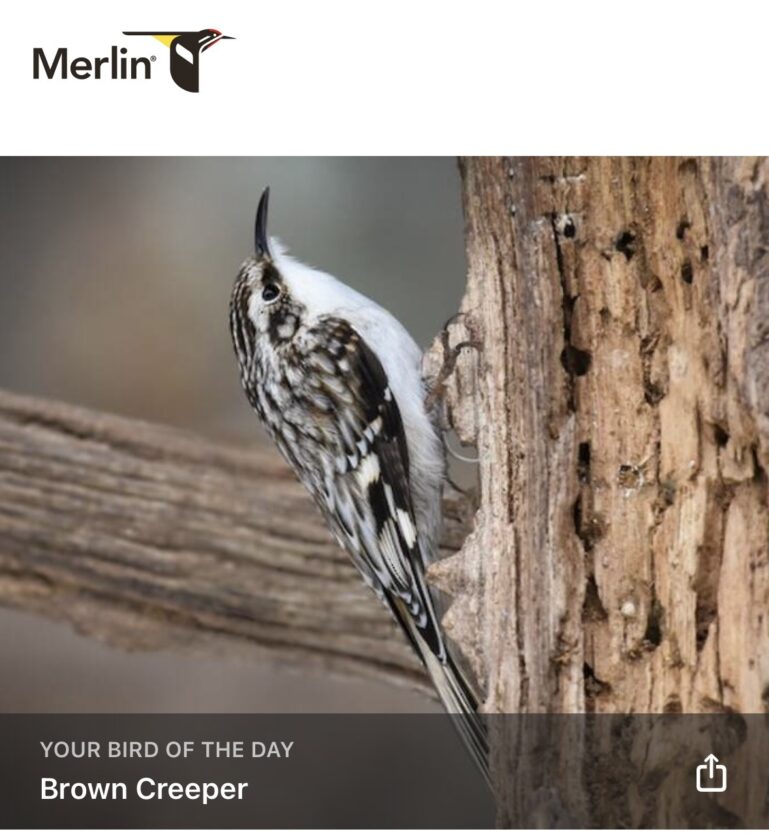 The Great Backyard Bird Count | News, Sports, Jobs - The Alpena News